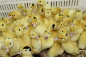 Whyima mercên navxweyî Ducklings dimirin û çawa ji dermankirinê xilas dikin