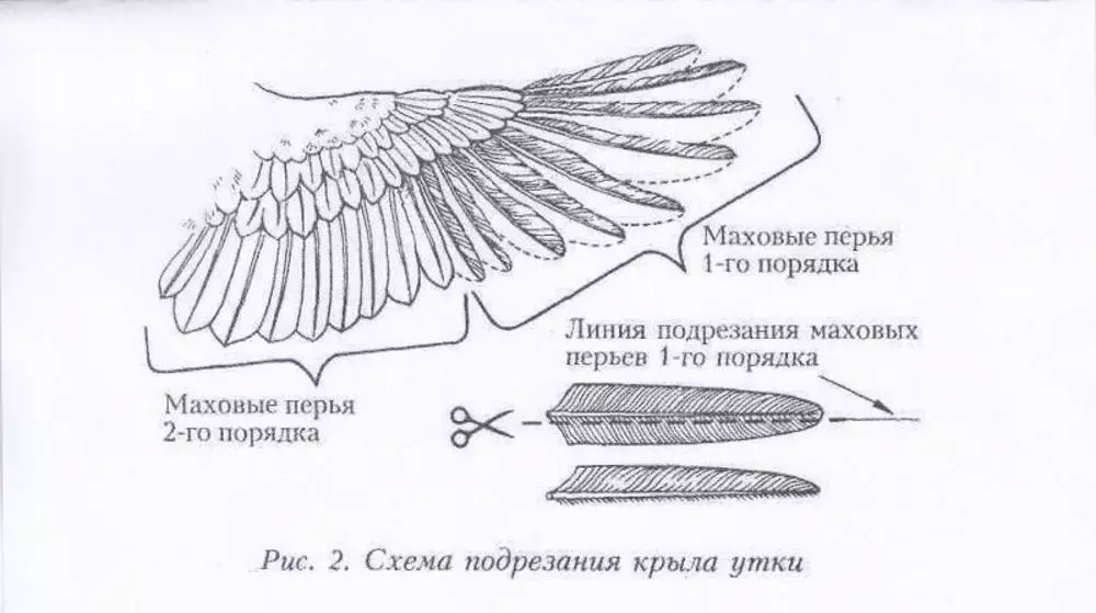 обрізка крил