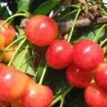Cherry Franz Joseph: Deskripsi varietas dan karakteristik, budidaya 3591_1