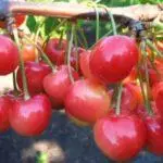 Cherry Franz Joseph: Περιγραφή της ποικιλίας και των χαρακτηριστικών, την καλλιέργεια 3591_3