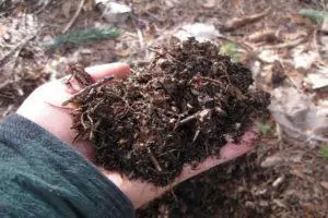 A composición e acidez do solo para cítricos, como facer coas súas propias mans