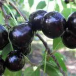 Cherry Black Prënz: Beschreiwung vun der Varietéit an Charakteristiken, Landung a Fleeg 3595_1