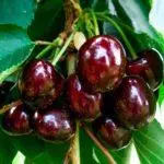 Príncipe Black Cherry: Descrição da variedade e características, pouso e cuidados 3595_2