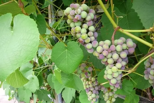 Purpose of grapes
