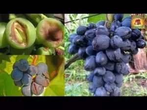 Miért a szőlőbogyók érlésének időszakában megrepednek, és a betegségtől