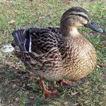 Ukrainiano Duck: Deskripsyon ug Mga Kinaiya sa Mga Breedto, Kondisyon sa Pagkabilanggo 3602_1