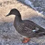 Ukrainiano Duck: Deskripsyon ug Mga Kinaiya sa Mga Breedto, Kondisyon sa Pagkabilanggo 3602_2