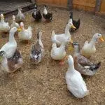 Ukrainiano Duck: Deskripsyon ug Mga Kinaiya sa Mga Breedto, Kondisyon sa Pagkabilanggo 3602_8