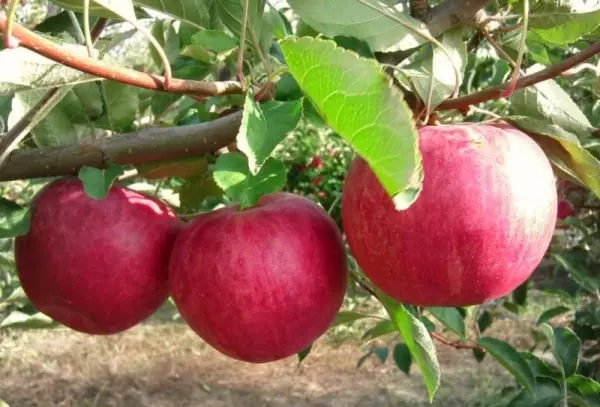 Buaiteoirí Laochra Crann Apple