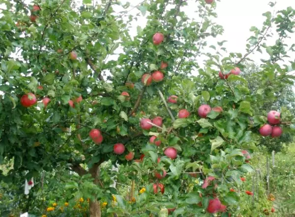 Apple Tree Fame Finners