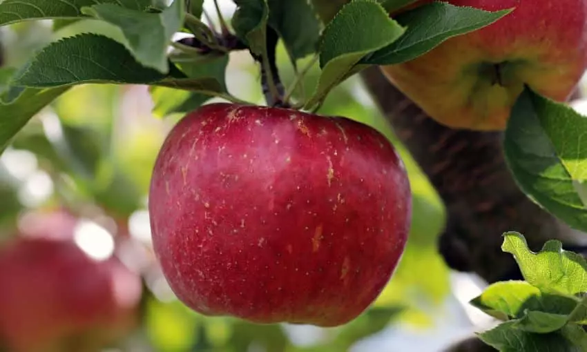 Ama-Apple Tree Fami Abaphumelele