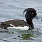 Duck black: appearance and what a crested bird, migration and enemies eat 3611_1