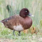 Duck Black: Utseende og hva en crested fugl, migrasjon og fiender spiser 3611_2