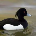 Duck Black: Utseende og hva en crested fugl, migrasjon og fiender spiser 3611_3