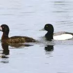 Duck Black: Vzhľad a čo chocholatý vták, migrácia a nepriatelia jedia 3611_6