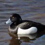 Duck Black: Aspect și ce mănâncă o pasăre creastă, migrația și dușmanii 3611_8