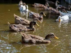 Saka ing omah kanggo Feed Ducks alam bébas, kepiye carane nyuwil lan pembiakan