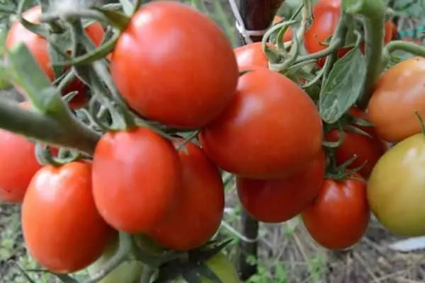 Kush Tomato.