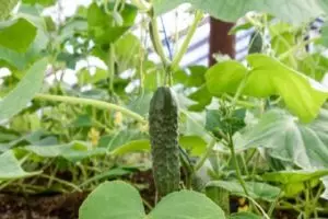 Beskriuwing fan de bepaling fan 'e cucumbers klasse beppe, har kultivaasje