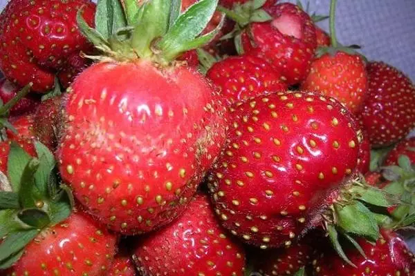 Nyekundu strawberry.