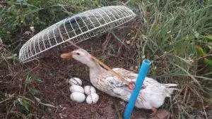 Topp 8 måter å fange Wild Ducks Hvordan lage dine egne feller