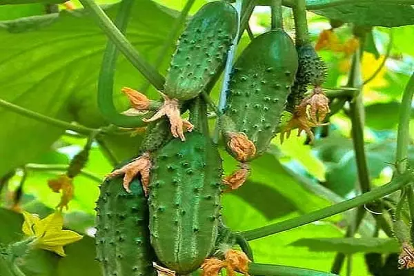 Lelei Cucumber