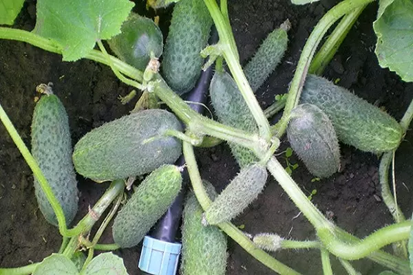 Peo Cucumber