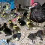 When they are leaning ducklings: at what age the fluff changes to the pen and possible deviations 3625_2