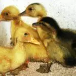When they are leaning ducklings: at what age the fluff changes to the pen and possible deviations 3625_3
