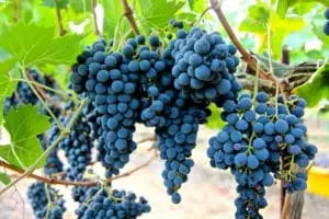 Descripción y características de las uvas de uva sanjovese, cultivo y cuidado.