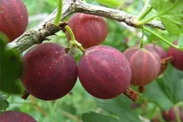 Ripe fruit