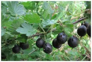 Description of the varieties of the black gooseberry and its reproduction, cultivation and care