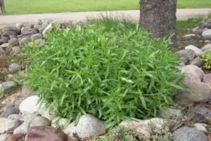 Growing, landing and caring for the grass Tarkhun in the open ground at home, how to propagate the etragon