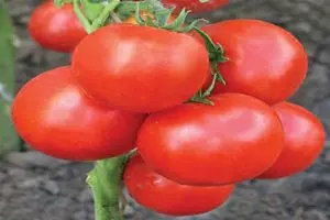 Description Tomate Seigneur de la Steve et ses caractéristiques