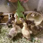 Cara Membuat Ducklings Pada Hari Pertama Kehidupan Di Rumah: Antibiotik Untuk Pencegahan 3637_2