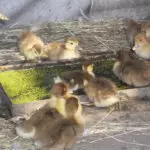 Evde yaşamın ilk günlerinde ördek yavrusu nasıl yapılır: Önleme için antibiyotikler 3637_3