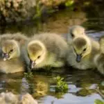 အိမ်၌ဘဝ၏ပထမ ဦး ဆုံးရက်များတွင် Ducklings မည်သို့ပြုလုပ်ရမည်နည်း။ ကာကွယ်ရေးအတွက်ပ antib ိဇီဝဆေးများ 3637_6
