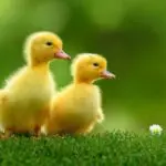 Sådan laver du Ducklings i de første dage af livet derhjemme: Antibiotika til forebyggelse 3637_7
