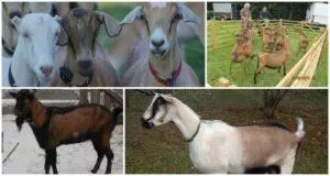 Deskripsi jenis dan karakteristik kambing gerak Jerman, perawatan dan tempat untuk membeli