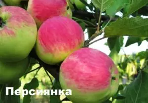 Περιγραφή της ποικιλίας των Apple Trees Persian, το χαρακτηριστικό της απόδοσης και των περιοχών της καλλιέργειας