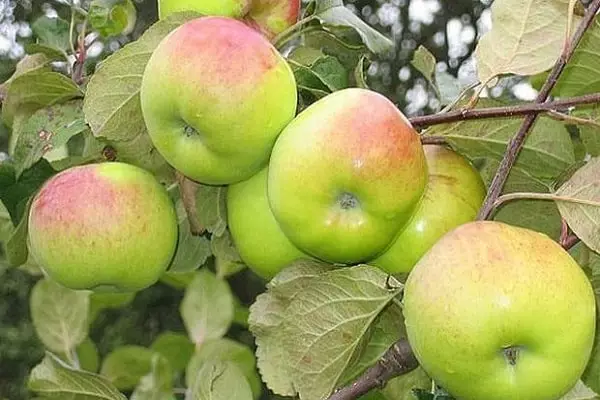 Μήλα σε ένα υποκατάστημα
