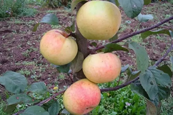 Kenmerken en beschrijving van de appelboomvariatie, cultivatie, landing en zorg