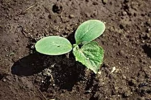 Краставица в почвата