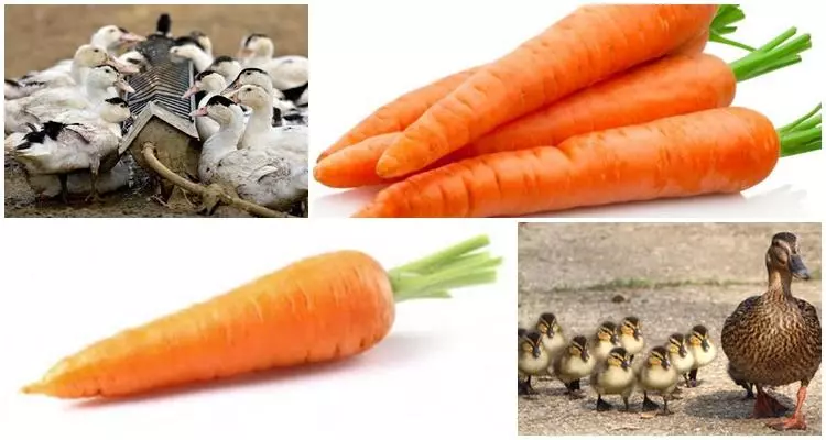 Carrots Itik.