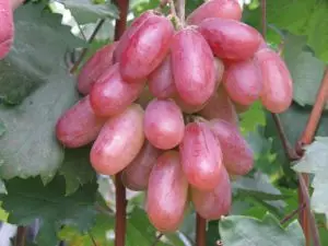Descrición da variedade de uvas Transfiguración e características de maduración