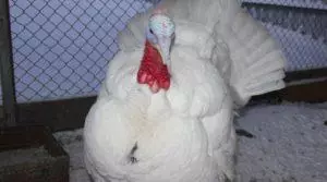 Beskriuwing en skaaimerken fan Rock Turkeys White Wedding, groeiend