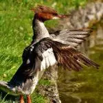 Duck Crochal: Përshkrimi i llojit dhe karakteristikave se mënyra dhe mënyra e jetesës 3652_7
