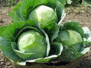 Καλλιέργεια, χαρακτηριστικά και περιγραφή Λάχανο λάχανο επιτιθέμενο