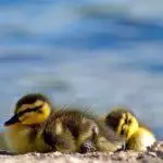 Mengapa Bang Ducklings: Alasan dan Apa Yang Harus Dilakukan Cara Mencegah Masalah 3661_8