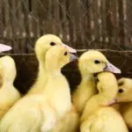 Än Feeding Broiler Ducks: Diet för att odla hemma 3666_2